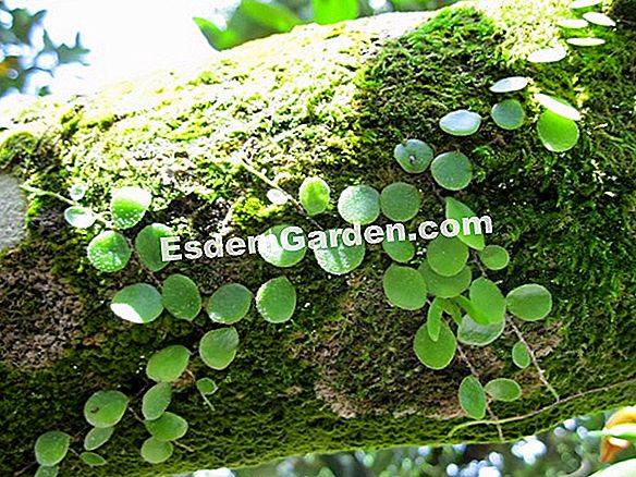 Parasit Pokok Zaitun 🌿 Semua Tentang Berkebun Dan Reka Bentuk Taman - 2025