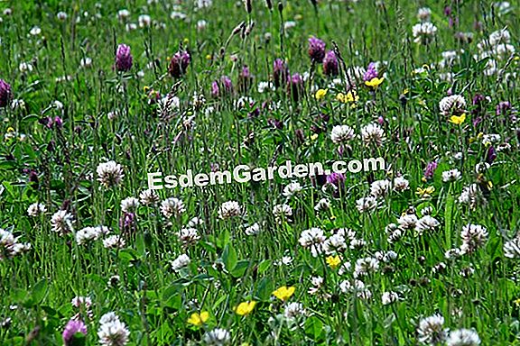 Boekweit: Zaaien, Groeien En Oogsten 🌿 Alles Over Tuinieren En ...