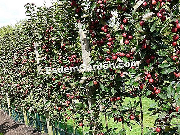 Plant Een Fruithaag: Keuze Van Fruitbomen En Struiken, Planten 🌿 Alles ...