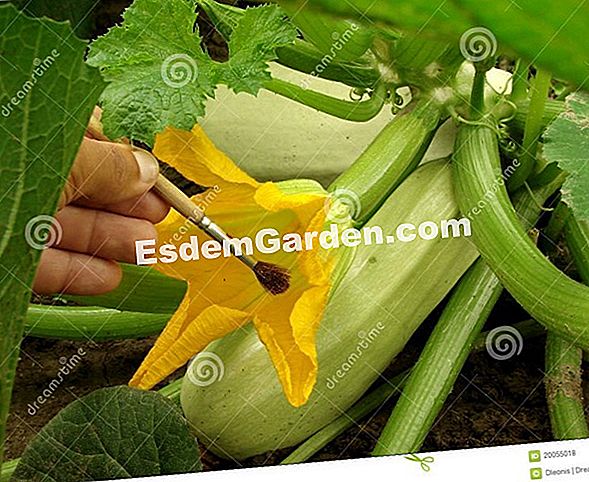 Handmatige Bestuiving 🌿 Alles Over Tuinieren En Tuinontwerp - 2025