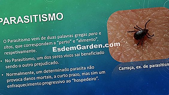 Identificar E Combater Doenças E Pragas De Alface 🌿 Tudo Sobre ...