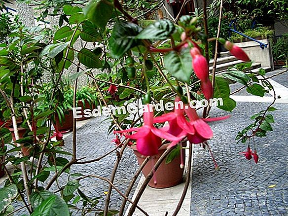 Fuchsia: Plante, Cultive, Multiplique 🌿 Tudo Sobre Jardinagem E Projeto ...