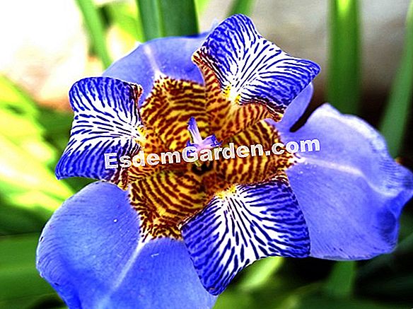 Iris Versicolore, Iris Versicolor: Plantar, Cultivar, Multiplicar 🌿 ...