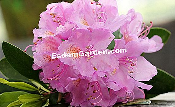 Rosa Chinesa, Rosa Chinensis: Plantar, Cultivar, Multiplicar 🌿 Tudo ...