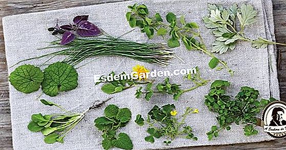 Plantas Silvestres Comestíveis: Colheita De Outono 🌿 Tudo Sobre ...