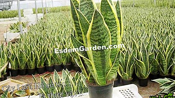 Plantas Tuberosas 🌿 Tudo Sobre Jardinagem E Projeto Do Jardim - 2025