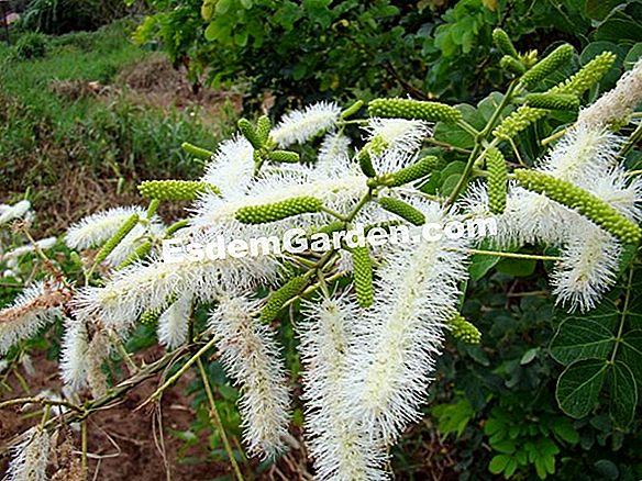 Como Crescer E Manter O Pote Mimosa 🌿 Tudo Sobre Jardinagem E Projeto ...