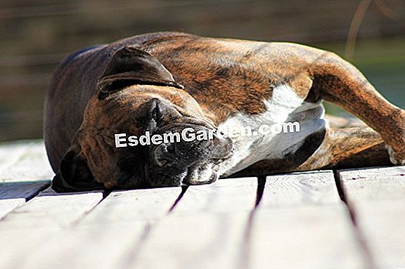 Boxerul, Un Câine Sportiv Cu O Inimă Moale 🌿 Totul Despre Grădinărit Și ...