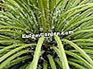 Agawa z kwiatami geminate, Agawa geminiflora: sadzenie, uprawa 🌿 ...