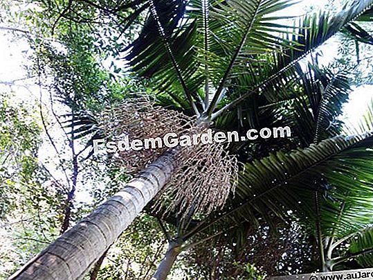 Familia Arecaceae / Arecaceae, Palmaceae, Palmeras 🌿 Todo Sobre ...