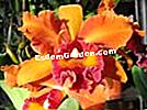 Cattleya: Menanam, Tumbuh, Berkembang Biak 🌿 Semua Tentang Berkebun Dan ...