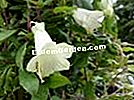 Perenne Pringle Cob, Cobaea Pringlei: Plantar, Cultivar 🌿 Todo Sobre ...