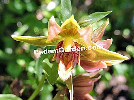 Helleborine Gigante, Epipactide Gigante, Epipactis De Califórnia ...