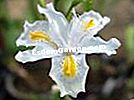 Mariposa Iris, Iris Nada, Iris 'Nada': Plantar, Cultivar, Multiplicar 🌿 ...