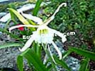 Ismene, Spider Lily, Daffodil, Peruvian Daffodil, Hymenocallis X ...