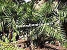 Палма Ceylan фурми, Phoenix pusilla: засаждайте, култивирайте 🌿 ...