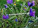 Viperina Común, Lengua De Ganso, Hierba Viper, Echium Vulgare 🌿 Todo ...