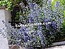 Viperina Común, Lengua De Ganso, Hierba Viper, Echium Vulgare 🌿 Todo ...