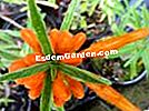 Cola De León, Leonotis Leonorus: Plantar, Cultivar, Multiplicar 🌿 Todo ...