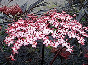 Saúco Negro, Sambucus Nigra: Plantación, Cultivo, Variedades 🌿 Todo ...