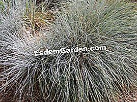 Festuca Azul 🌿 Todo Sobre Jardinería Y Diseño De Jardines - 2025