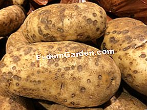 Patates Hastalıkları ve Parazitler: Belirtileri, Tedavileri 🌿 Tüm Bahçe ...