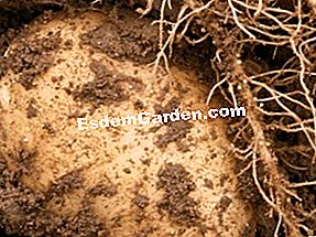Patates Hastalıkları ve Parazitler: Belirtileri, Tedavileri 🌿 Tüm Bahçe ...