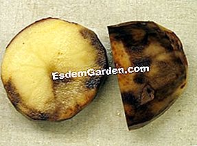 Patates Hastalıkları ve Parazitler: Belirtileri, Tedavileri 🌿 Tüm Bahçe ...
