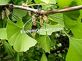 Ginkgo biloba, stablo s 40 ekua: kultura, održavanje, množenje 🌿 Sve O ...