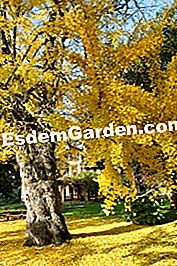 Ginkgo biloba, stablo s 40 ekua: kultura, održavanje, množenje 🌿 Sve O ...