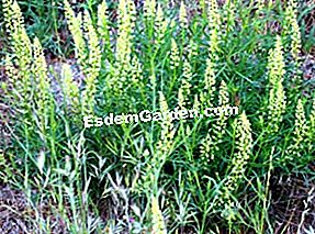 Reseda: Siembra, Siembra Y Cultivo 🌿 Todo Sobre Jardinería Y Diseño De ...