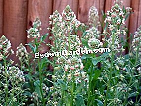 Reseda: Siembra, Siembra Y Cultivo 🌿 Todo Sobre Jardinería Y Diseño De ...