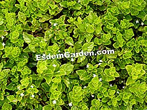 Menta India: Plantación, Cultivo Y Mantenimiento 🌿 Todo Sobre ...