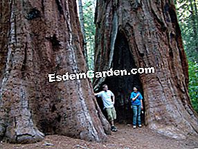 Sequóia: Espécies, Cultura E Plantação Dessas Árvores Gigantes 🌿 Tudo ...