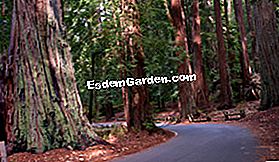 Sequóia: Espécies, Cultura E Plantação Dessas Árvores Gigantes 🌿 Tudo ...