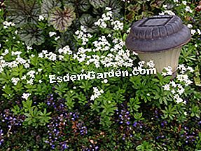 Odorium, Galium Odoratum: Pflanzung, Anbau, Verwendung 🌿 Alles Über ...
