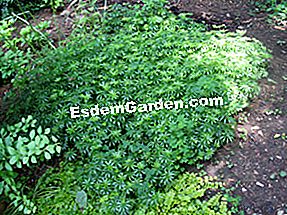 Odorium, Galium Odoratum: Pflanzung, Anbau, Verwendung 🌿 Alles Über ...