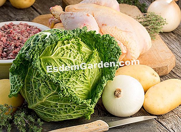 Cómo Preparar Vegetales De Invierno Rellenos: Receta 🌿 Todo Sobre ...