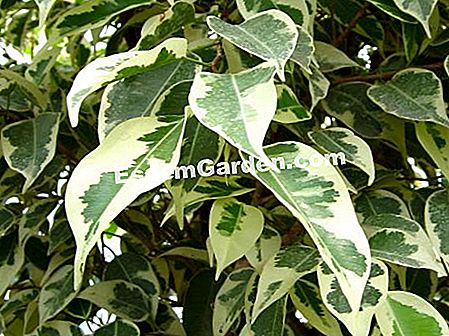 Ficusziekten En Parasieten 🌿 Alles Over Tuinieren En Tuinontwerp - 2025