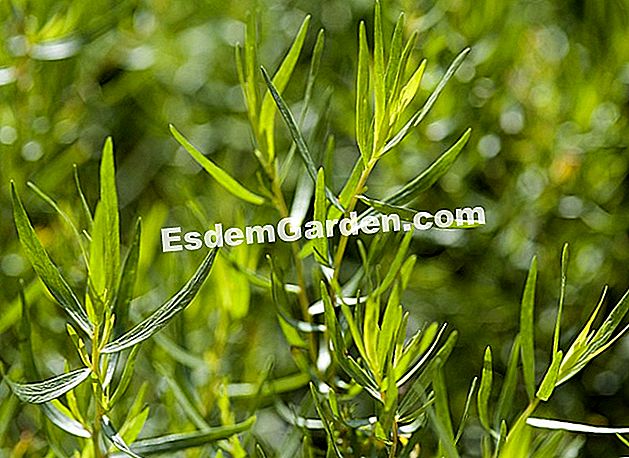 Cosecha Y Conservación Del Estragón 🌿 Todo Sobre Jardinería Y Diseño De ...