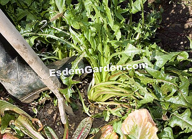 Inescapable Capuchin Beards 🌿 Todo Sobre Jardinería Y Diseño De ...